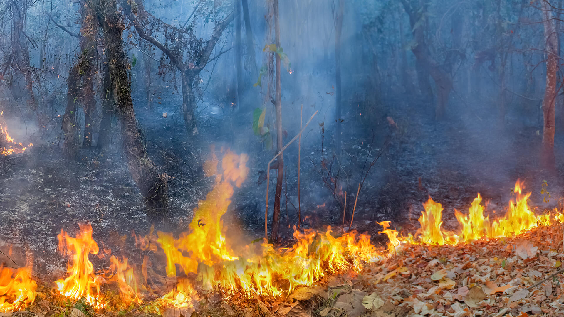 Restoration after natural disasters and fire damage | Mifram